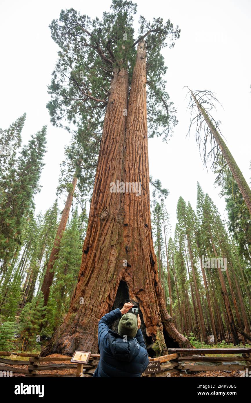 The Mariposa Grove of Giant Sequoia Trees in Yosemite National Park ...