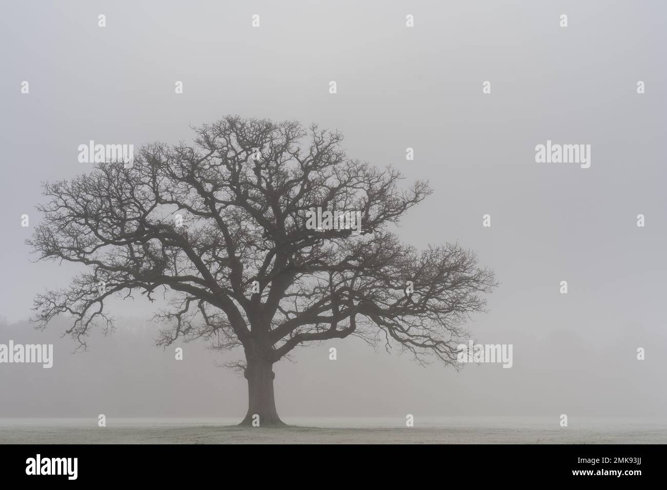 Oak tree in the mist on Southampton Common, Hampshire, UK Stock Photo ...