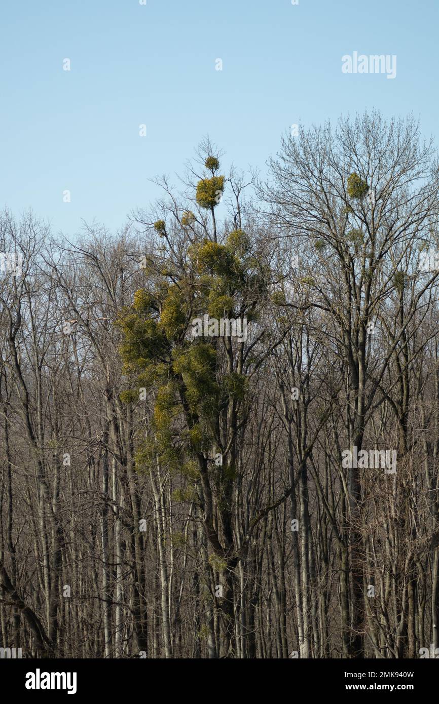 Fall autumn in the colorful forest, leafs on the ground, half empty ...