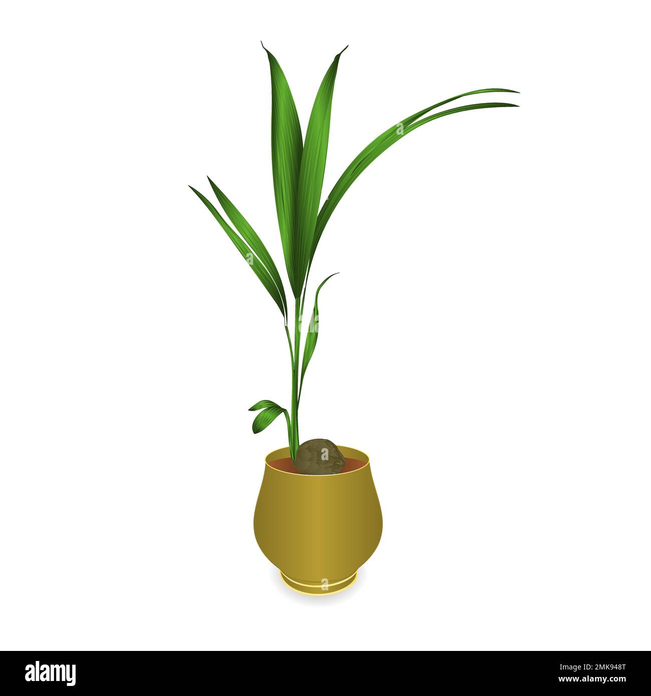 Tropical plant coconut palm in a pot on a white background vintage ...