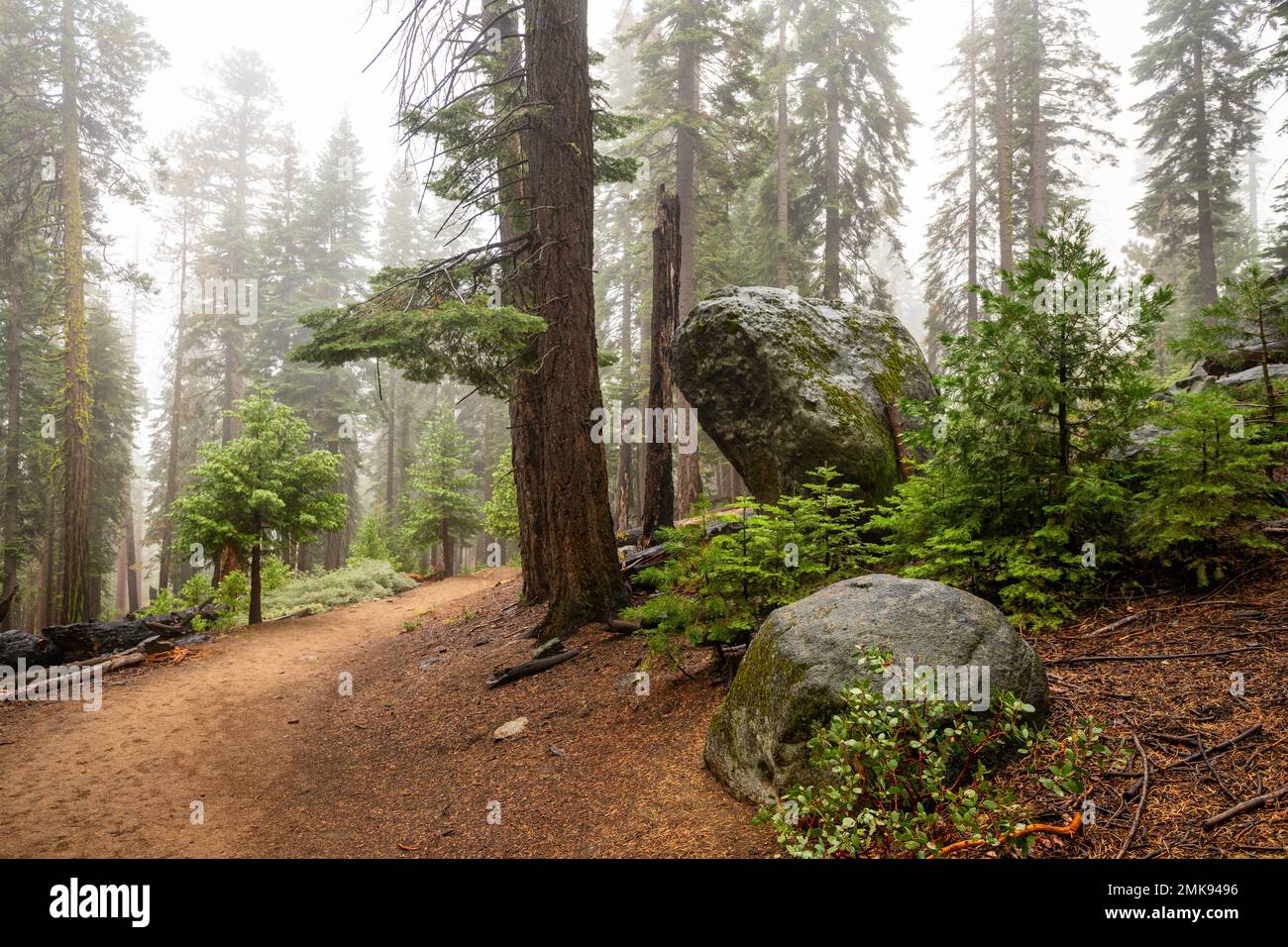 The Mariposa Grove of Giant Sequoia Trees in Yosemite National Park ...