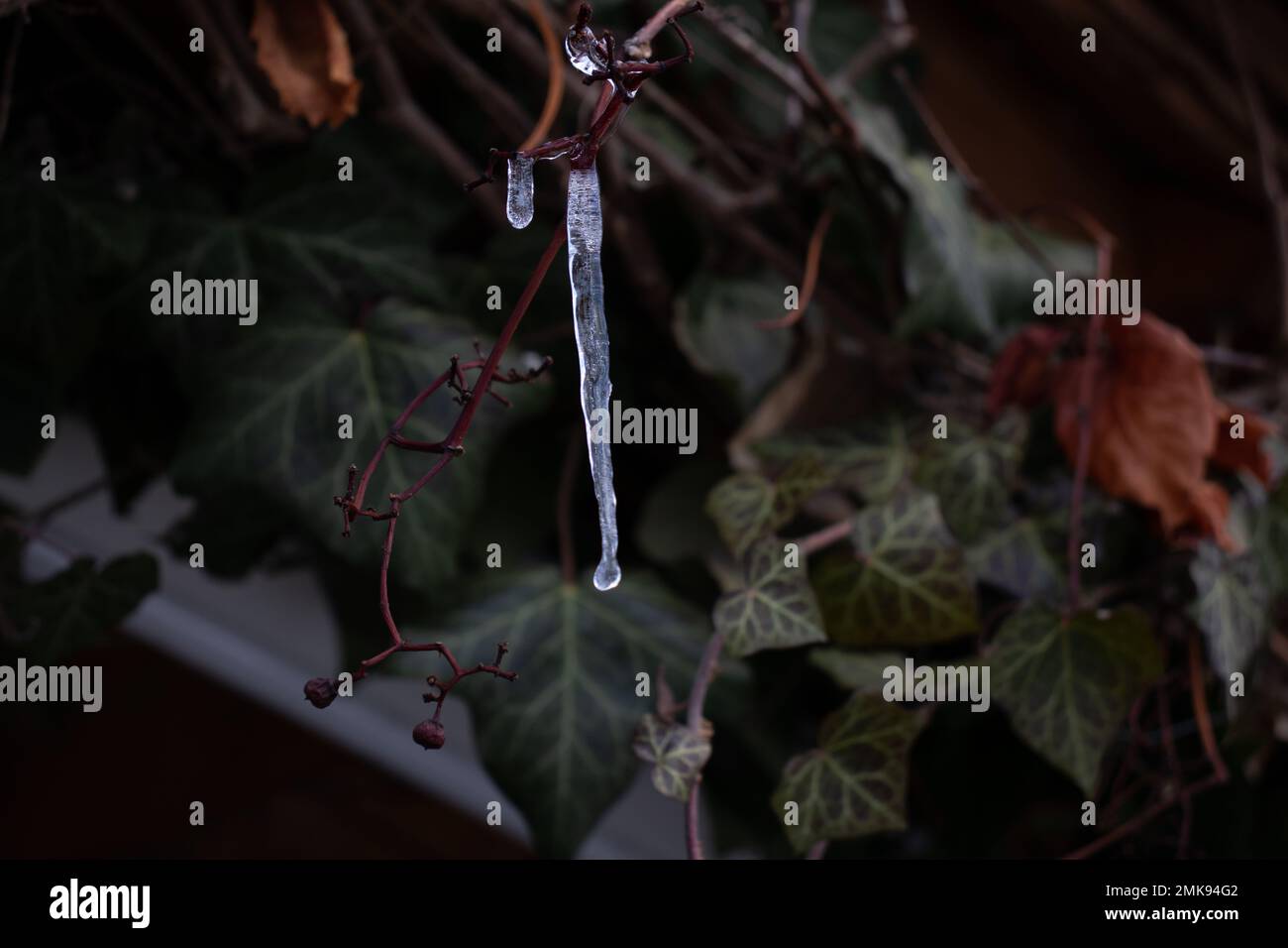 Small icicle with drop of water, winter snow forest white Stock Photo ...