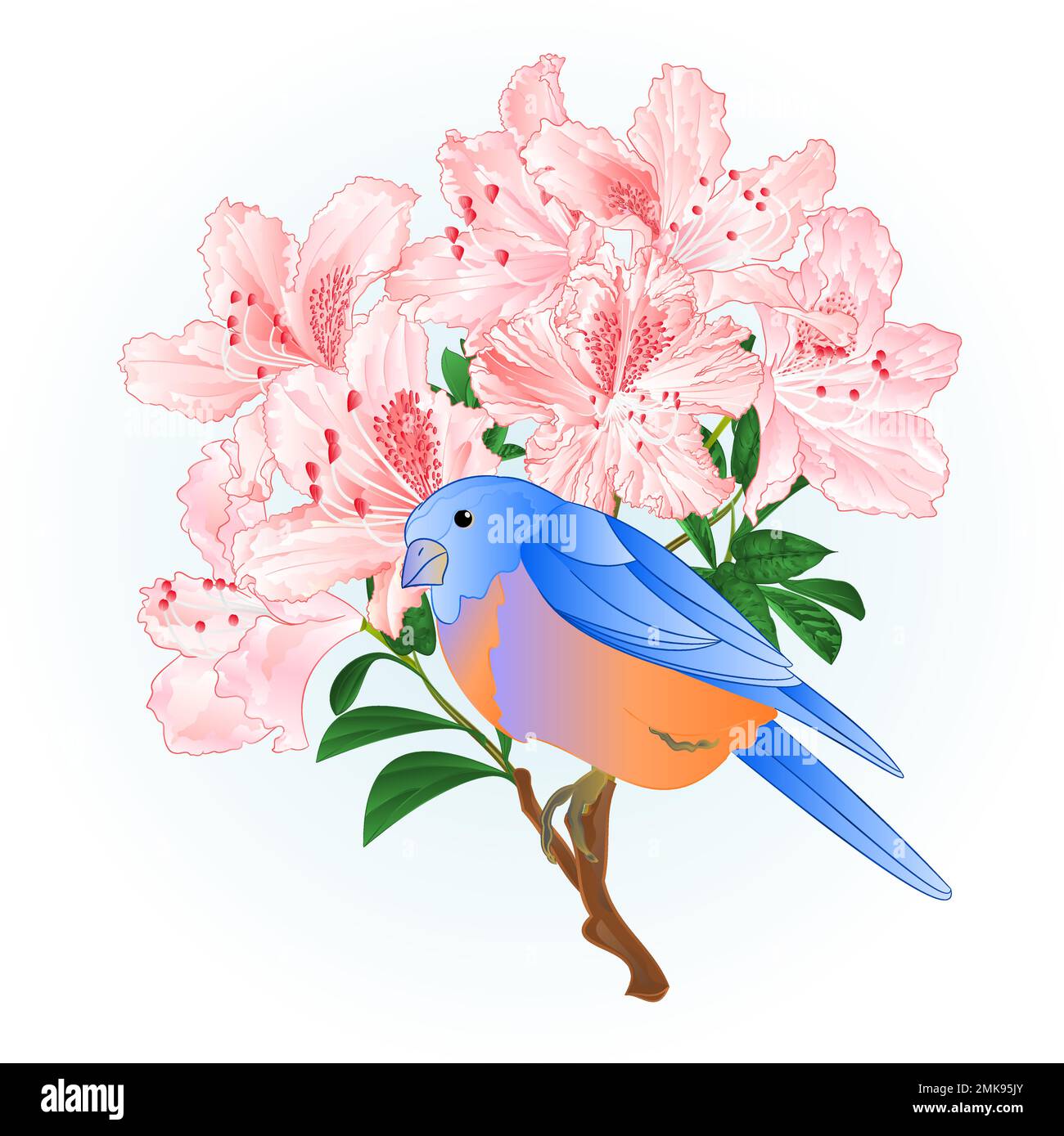 Small songbirdon Bluebird thrush and light pink rhododendron spring ...
