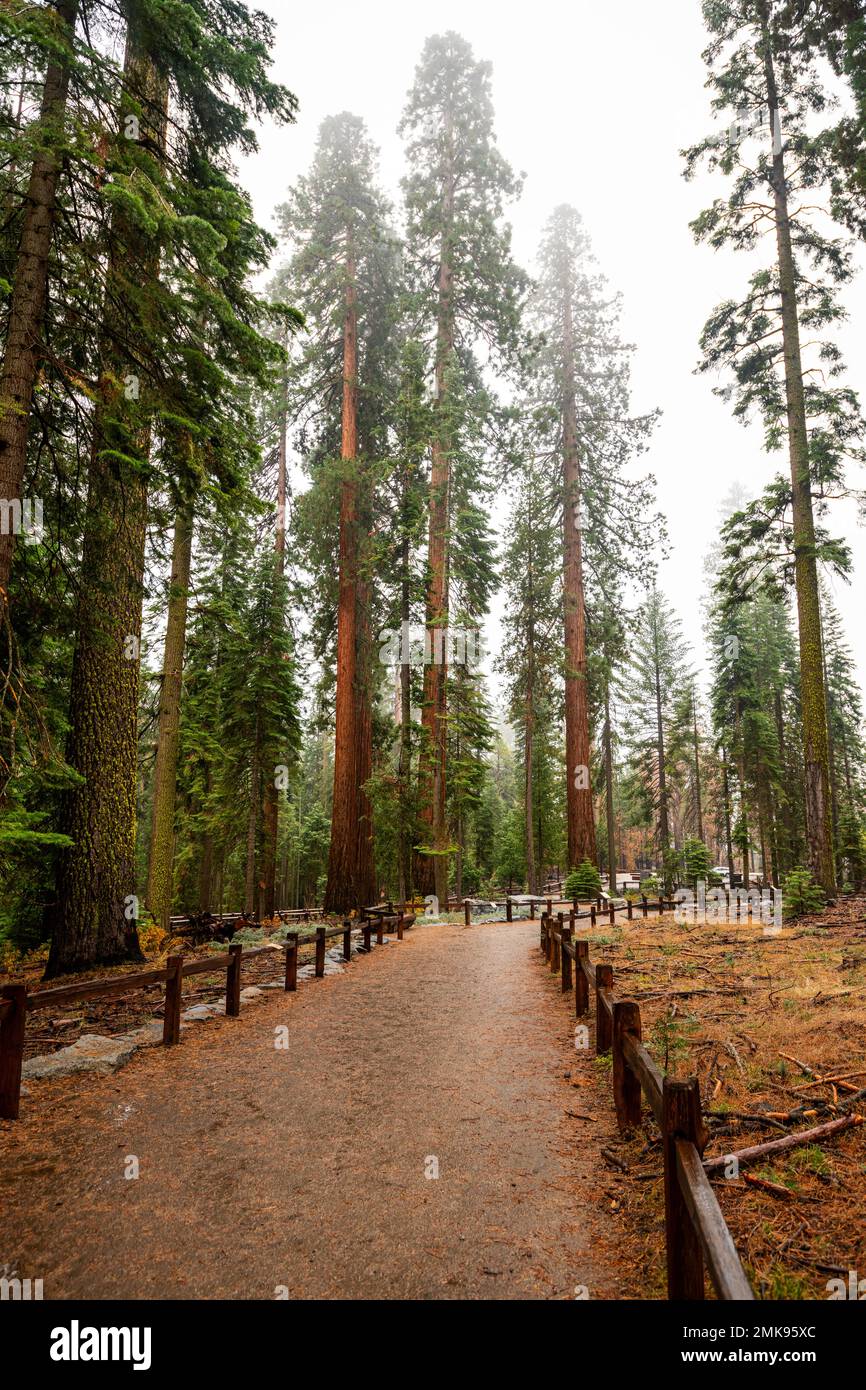 The Mariposa Grove of Giant Sequoia Trees in Yosemite National Park ...