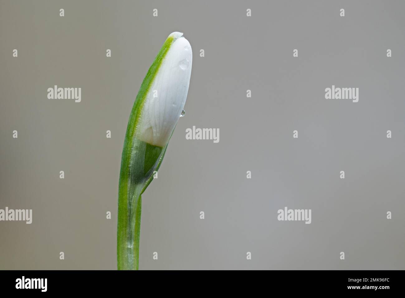 Single snowdrop in Southampton Old Cemetery Stock Photo - Alamy