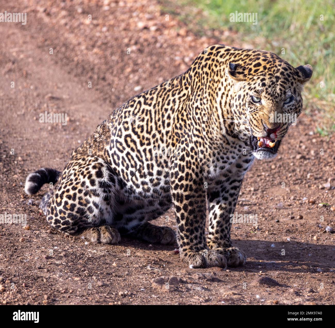 male leopard growling after fight over territory, Masai Mara National Park, Kenya Stock Photo ...