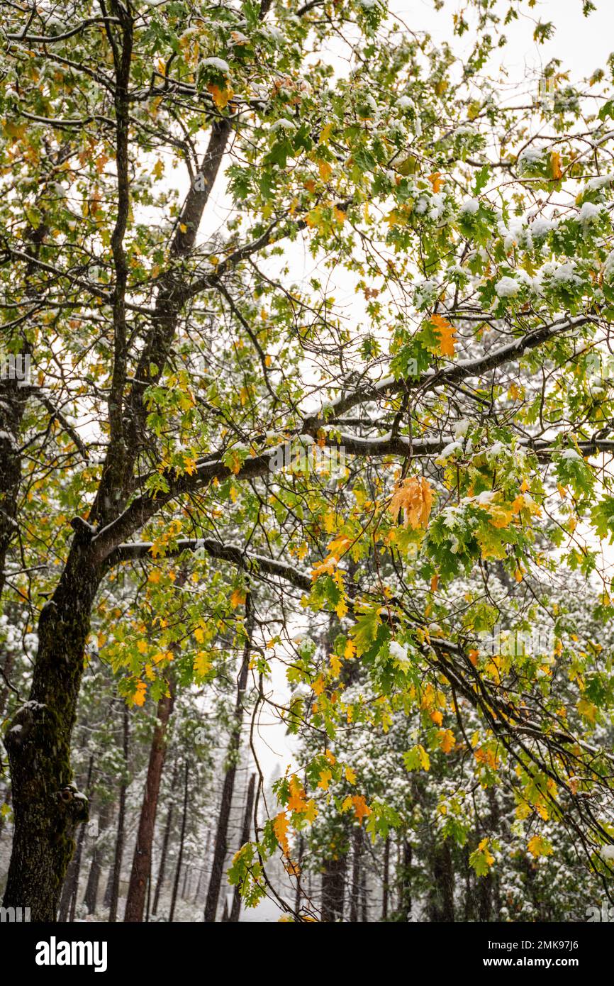 Snow falling in Yosemite National Park in Fall Stock Photo - Alamy