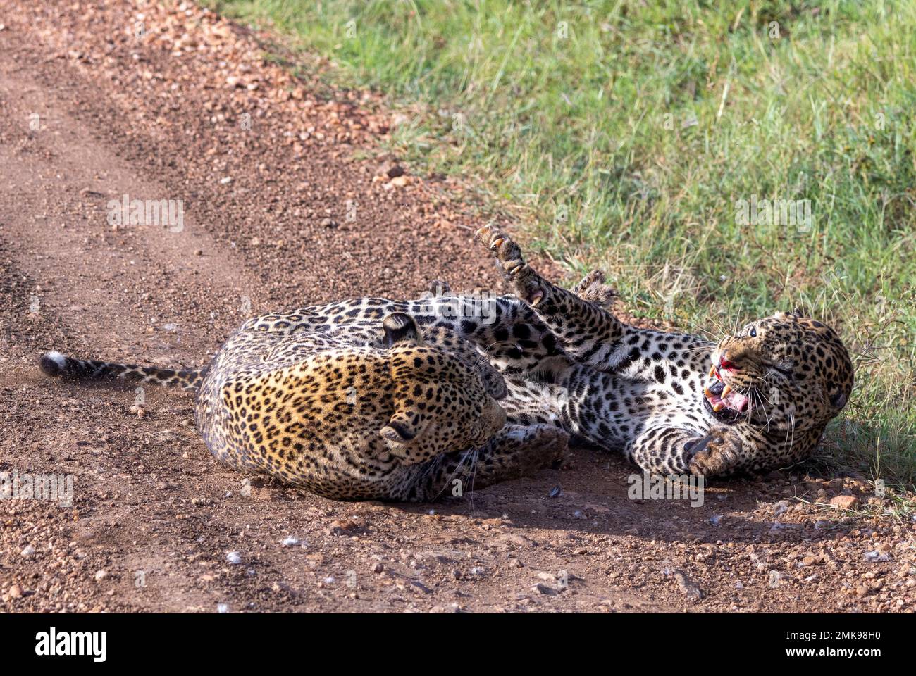 male leopard fighting another in contest over territory, Masai Mara ...