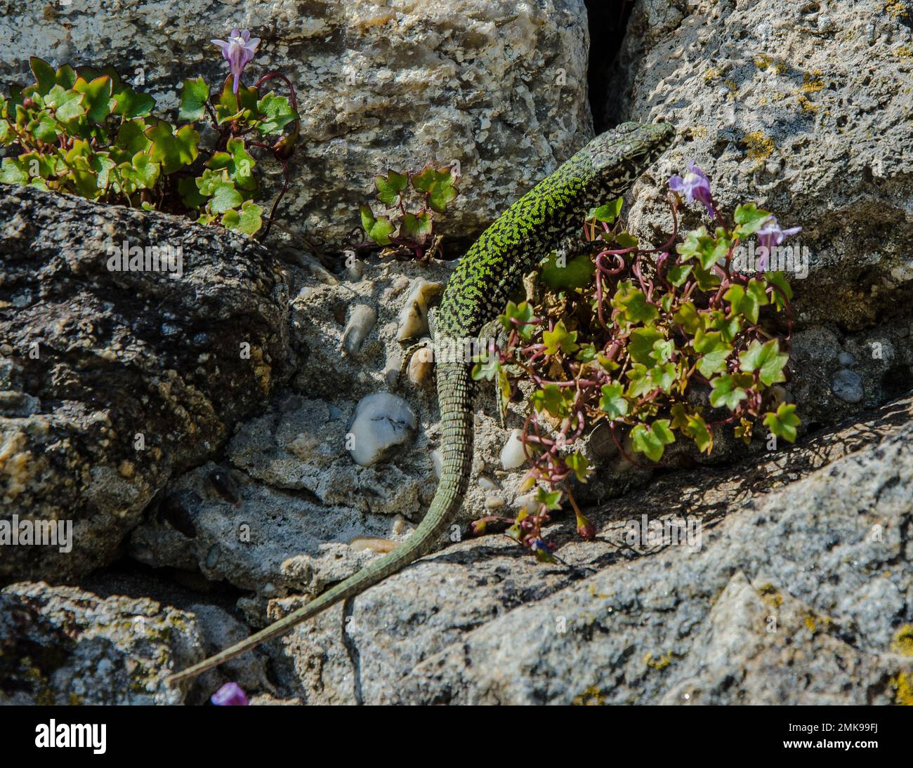A lizard climbing up a wall Stock Photo - Alamy