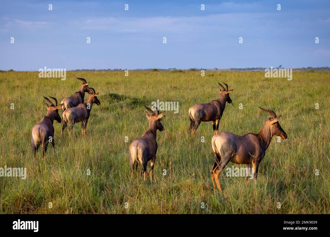 Masai mara wildlife safari hi-res stock photography and images - Alamy