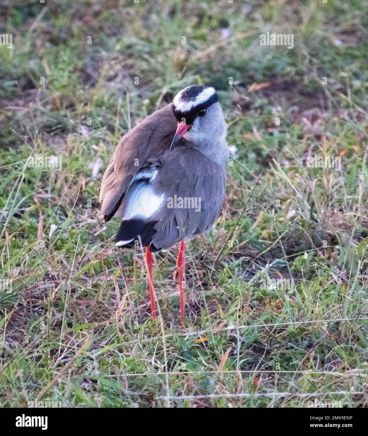 crowned lapwing (Vanellus coronatus), or crowned plover, Masai Mara ...