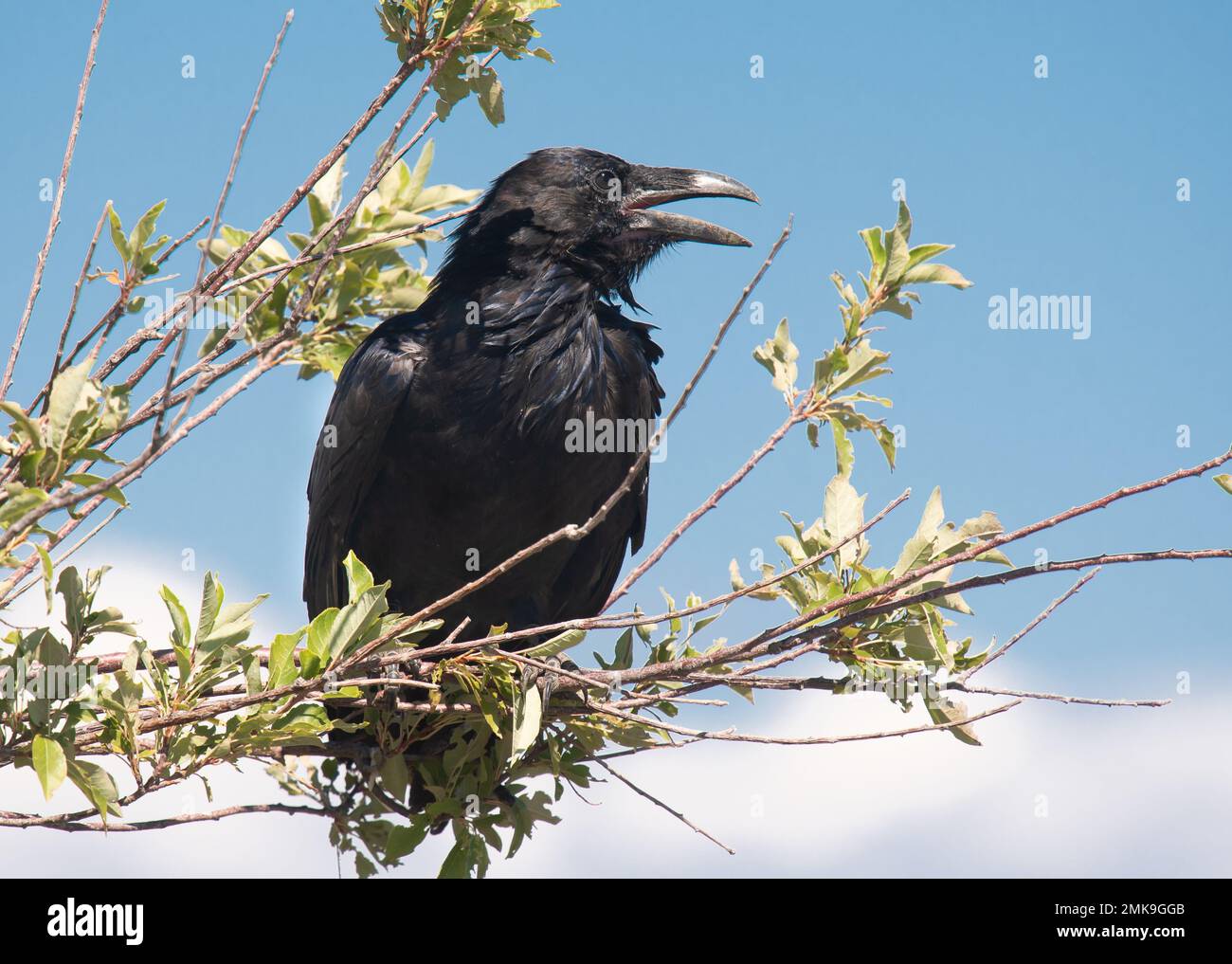 North america common raven hi-res stock photography and images - Alamy