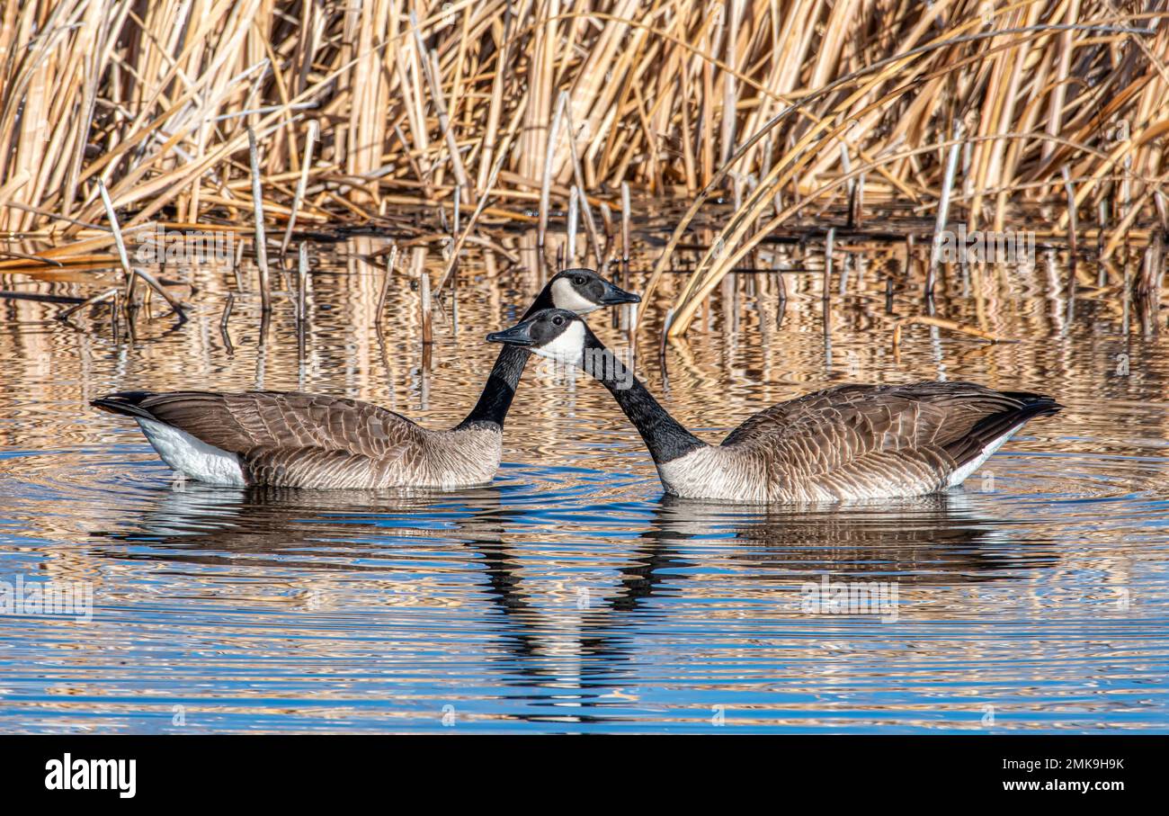 This bonded pair of Canada Geese is establishing its territory in a ...