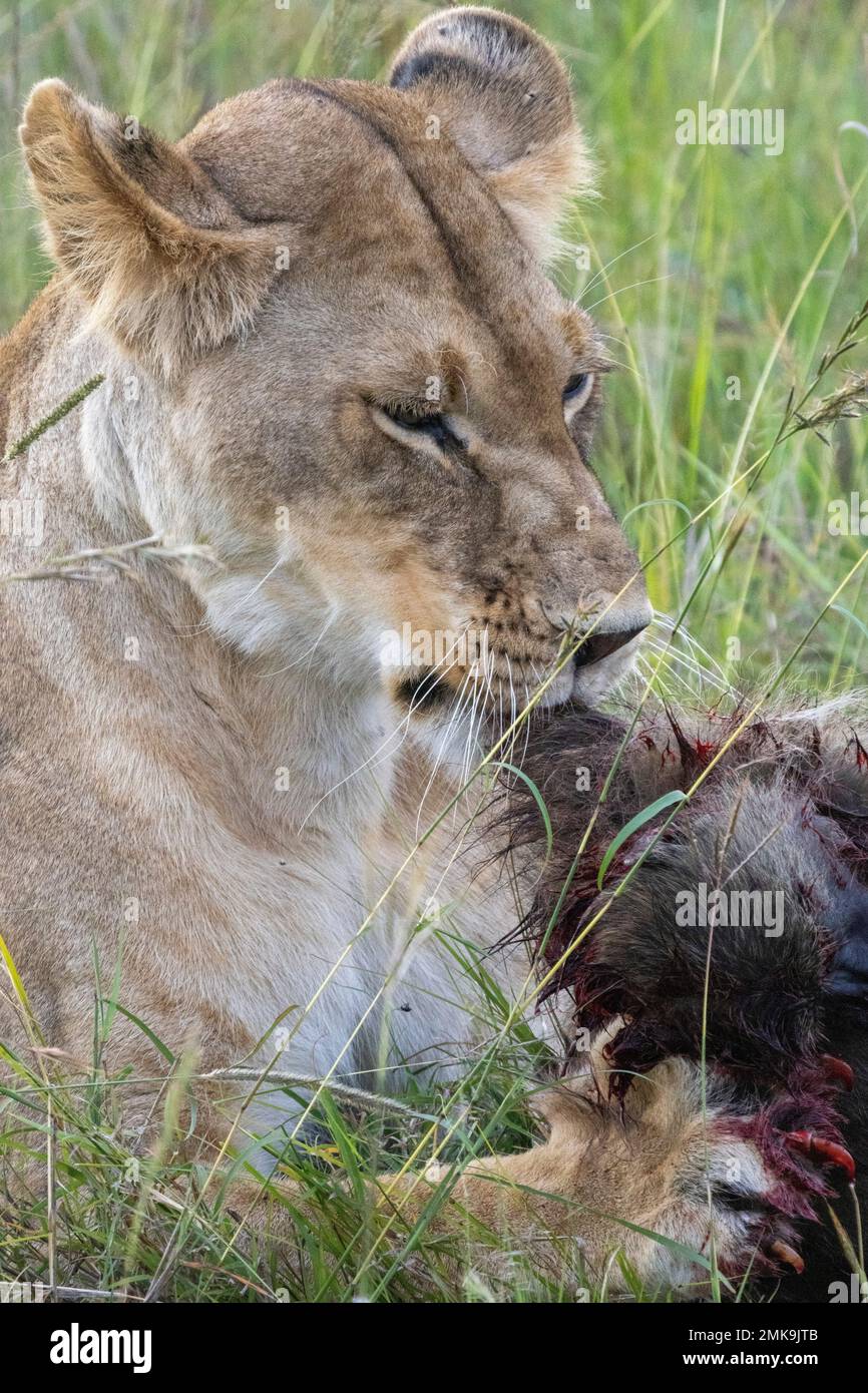lioness feasting on dead baboon, Masai Mara National Park, Kenya Stock ...