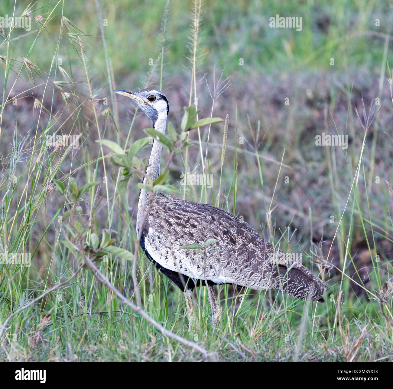 black-bellied bustard (Lissotis melanogaster), also known as the black ...