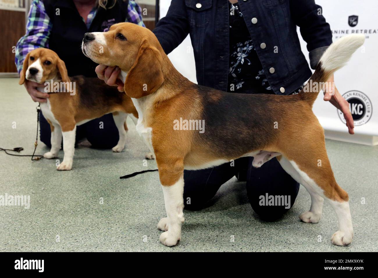 FILE - In this March 21, 2017 file photo, handlers for Beagles Rossa ...