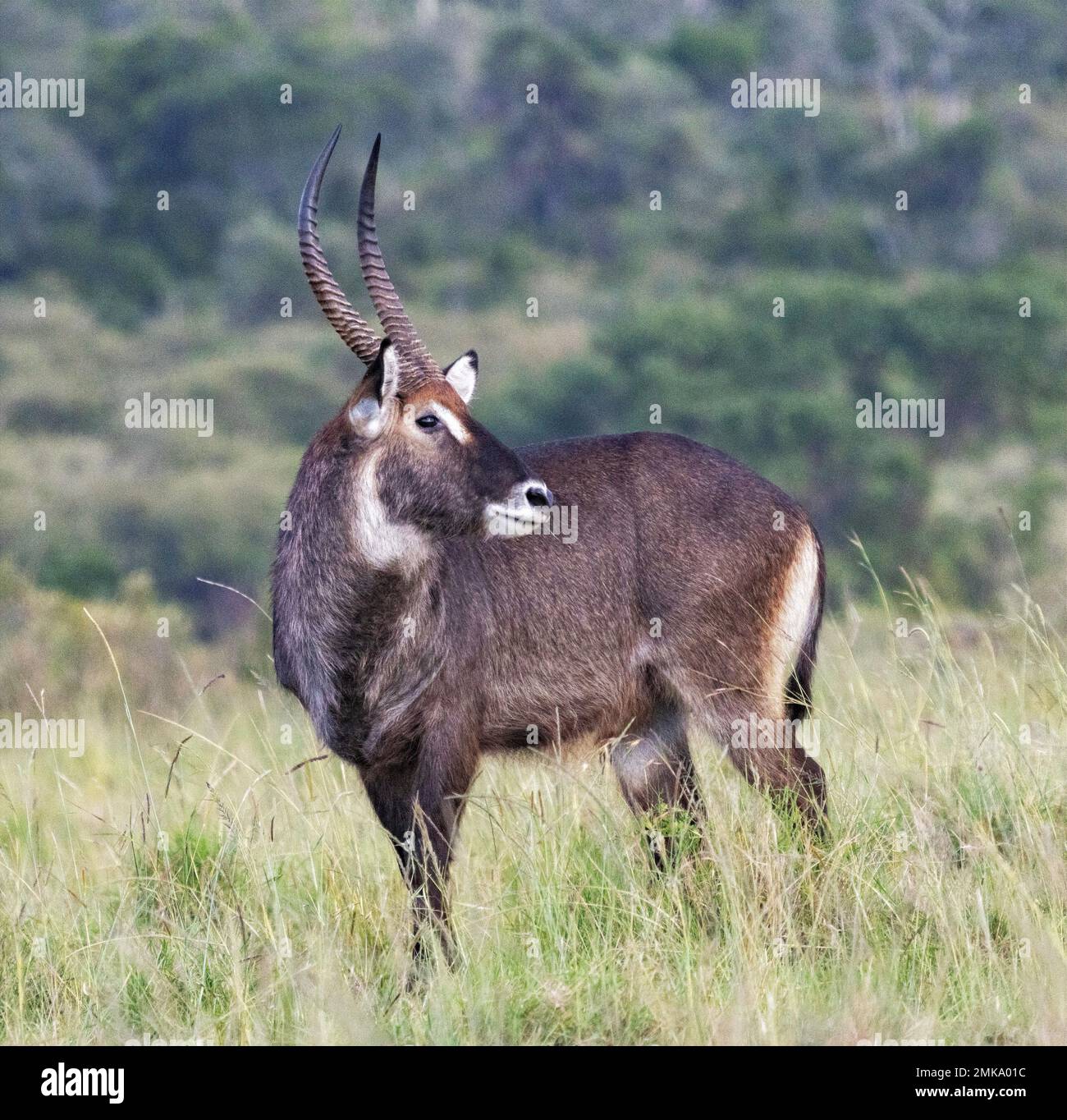 common or ringed waterbuck (Kobus ellipsiprymnus (ellipsen waterbuck ...