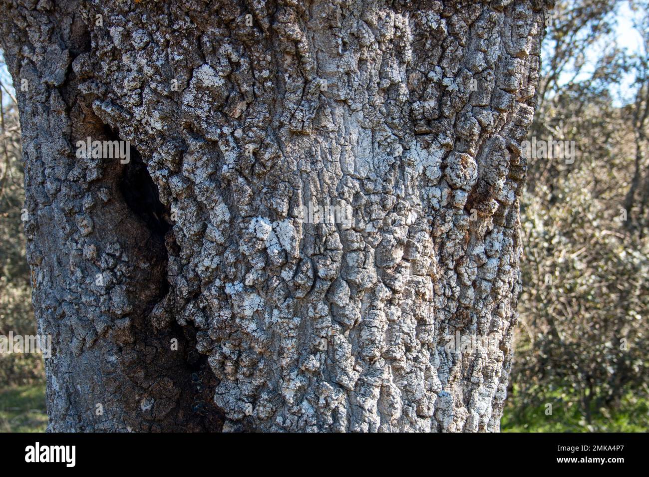 Rough tree texture hi-res stock photography and images - Alamy