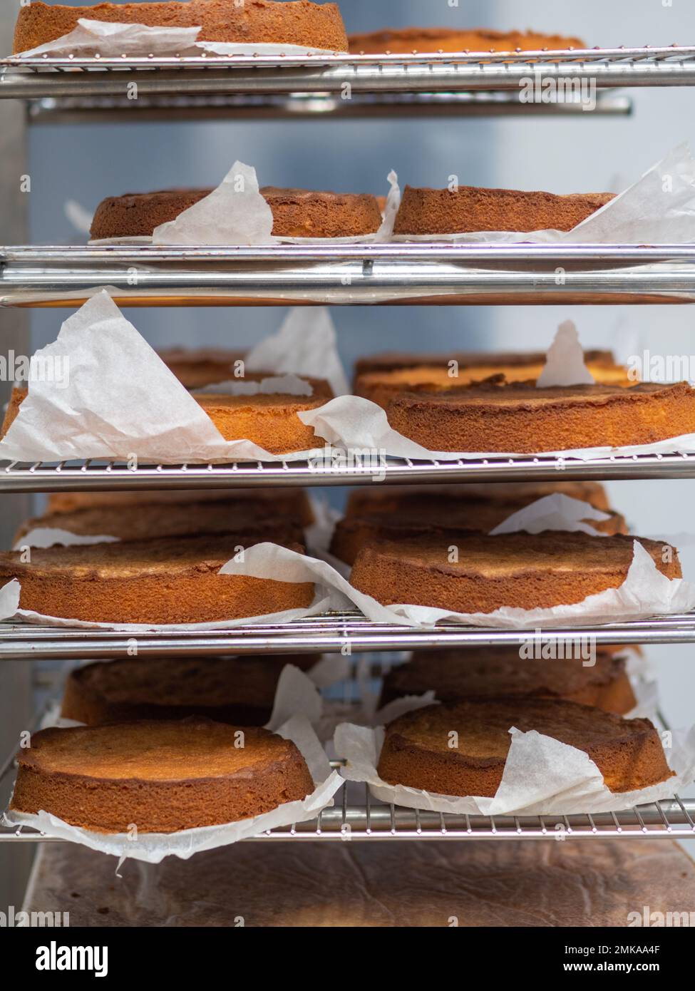 blank just out of the oven golden spongy cake layers and crust for drip ...