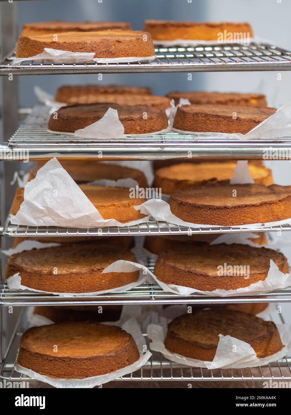 blank just out of the oven golden spongy cake layers and crust for drip ...