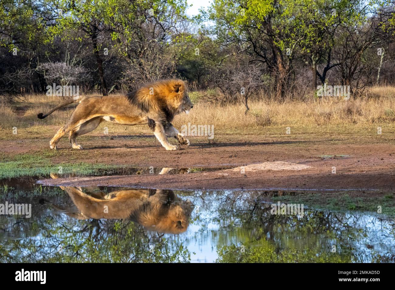 Male Lion Running next to Water with Reflection Stock Photo - Alamy