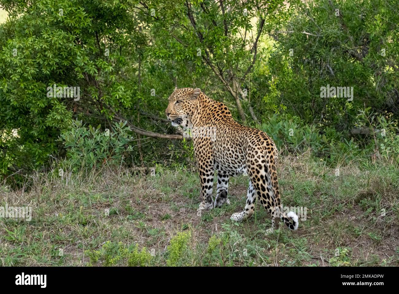Leopard big male in hi-res stock photography and images - Alamy
