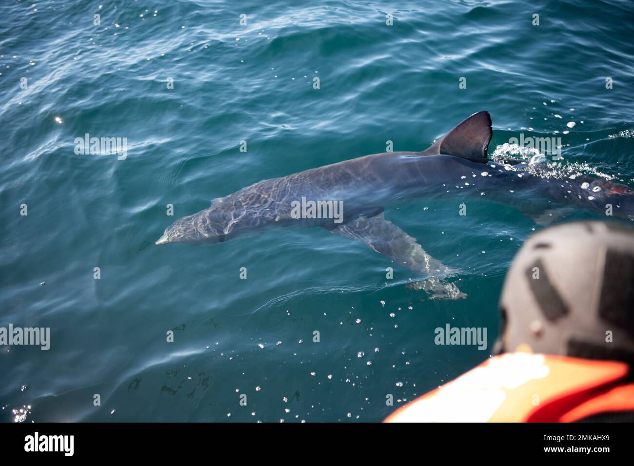 A shark is seen swimming off the beam of a U.S. Coast Guard 26-foot ...