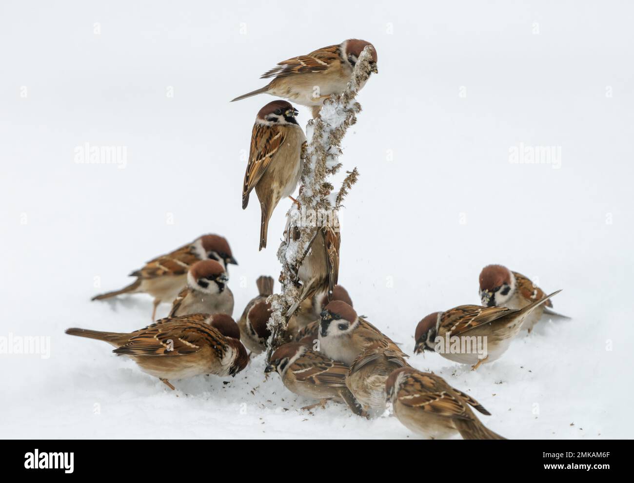 In snowy and cold winter, a flock of sparrows peck seeds from any weed ...