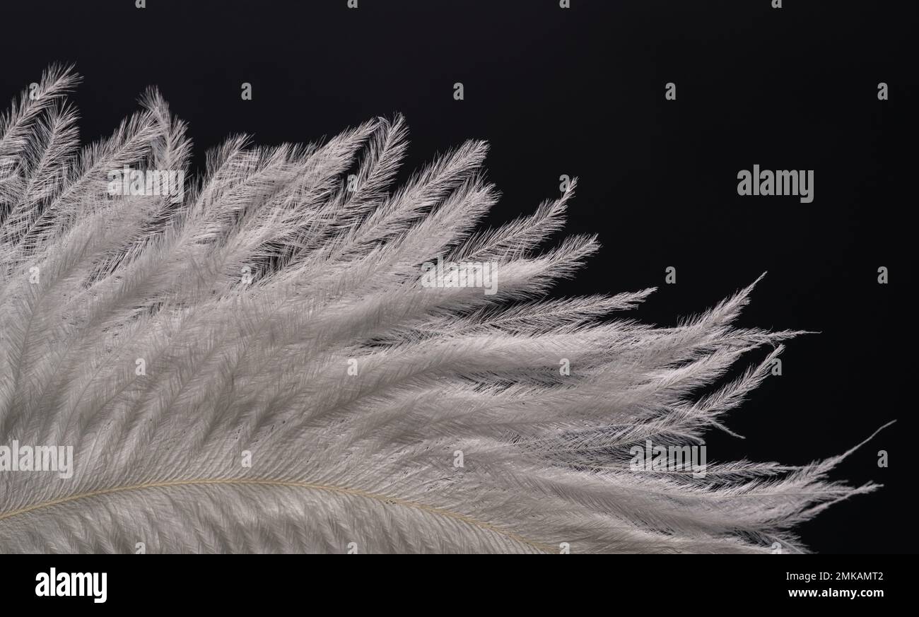 A fragment of an ostrich feather with a beautiful structure and ...