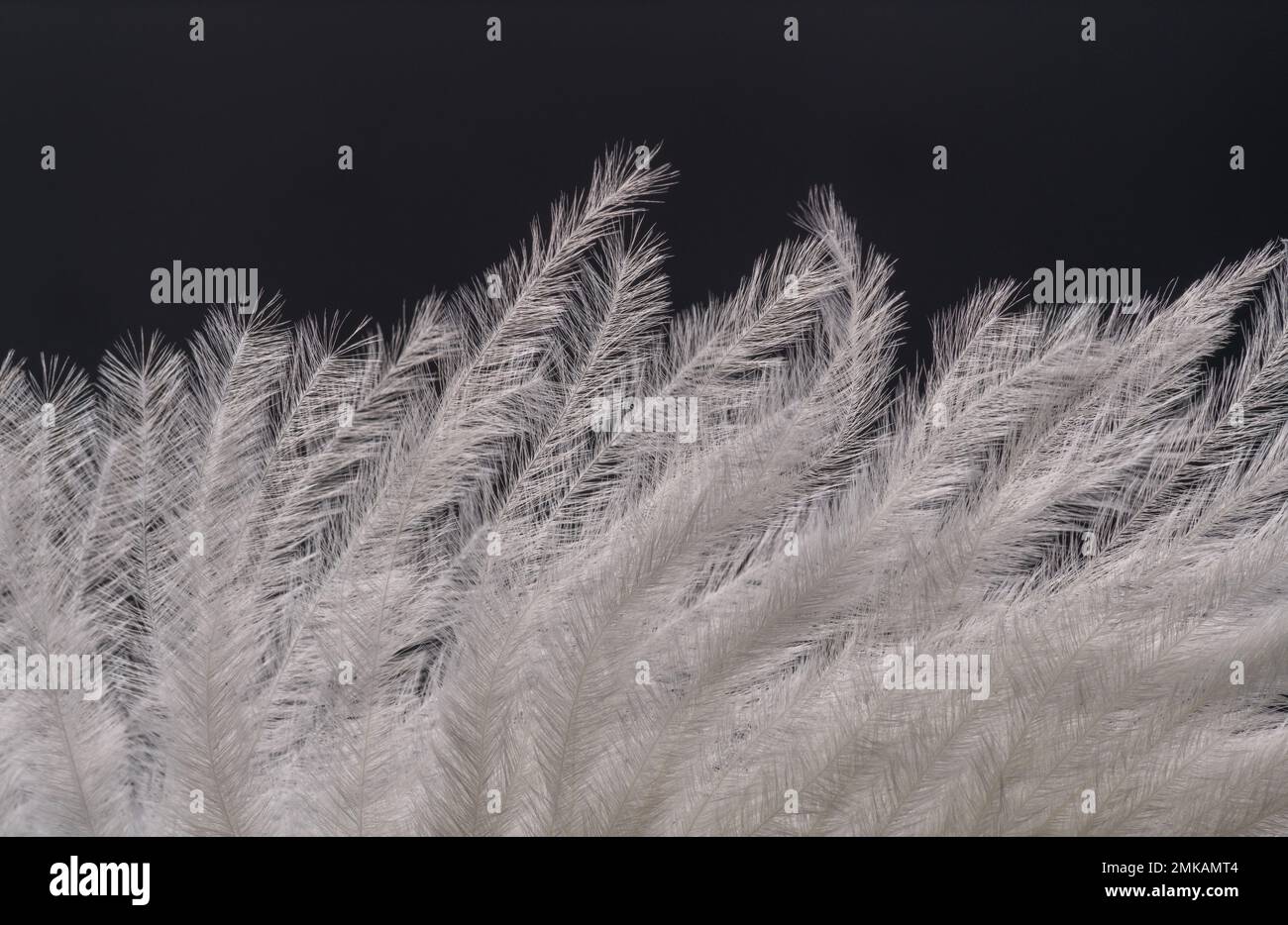 A fragment of an ostrich feather with a beautiful structure and ...