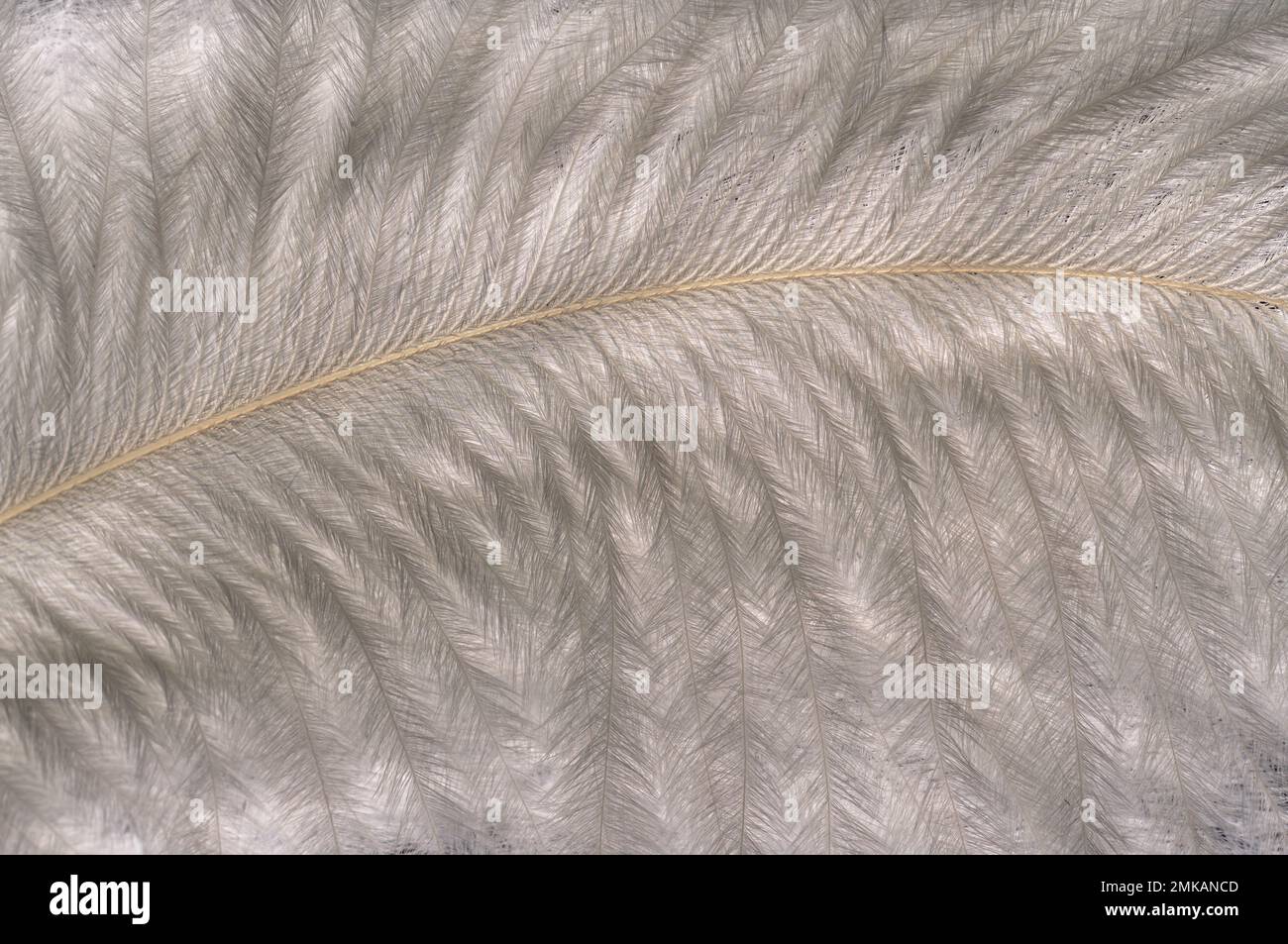 A fragment of an ostrich feather with a beautiful structure and ...