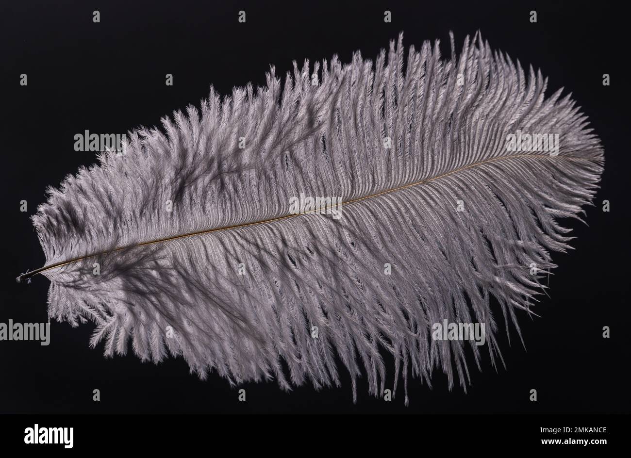 Grey ostrich feather in a contoured light on a black background Stock ...