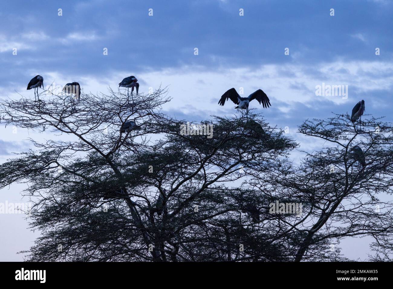Marabou Storks, Leptoptilos crumenifer, roosting in tree at dusk ...