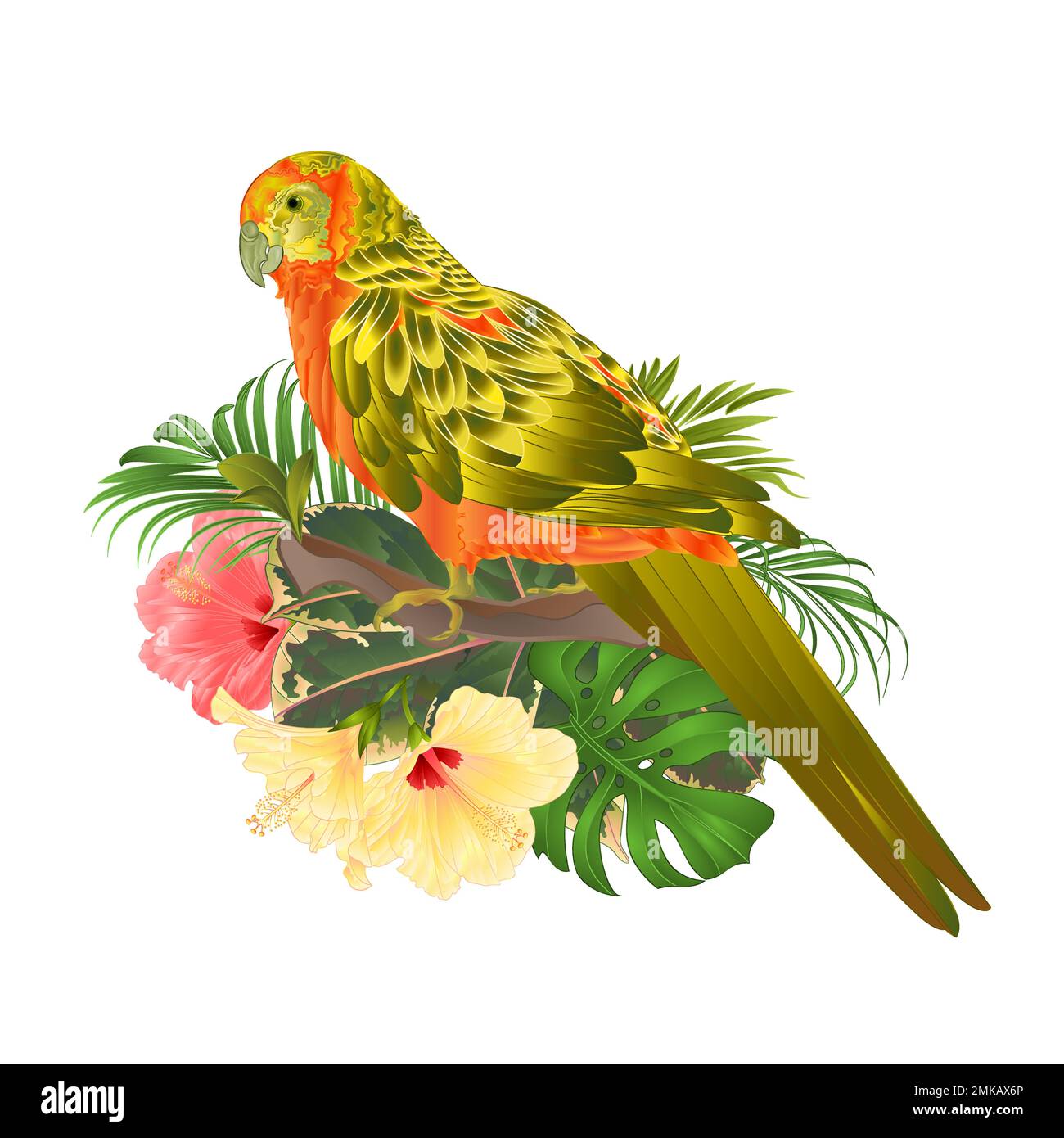 Bird Sun Conure Parrot , home pet , parakeet on a branch bouquet with ...