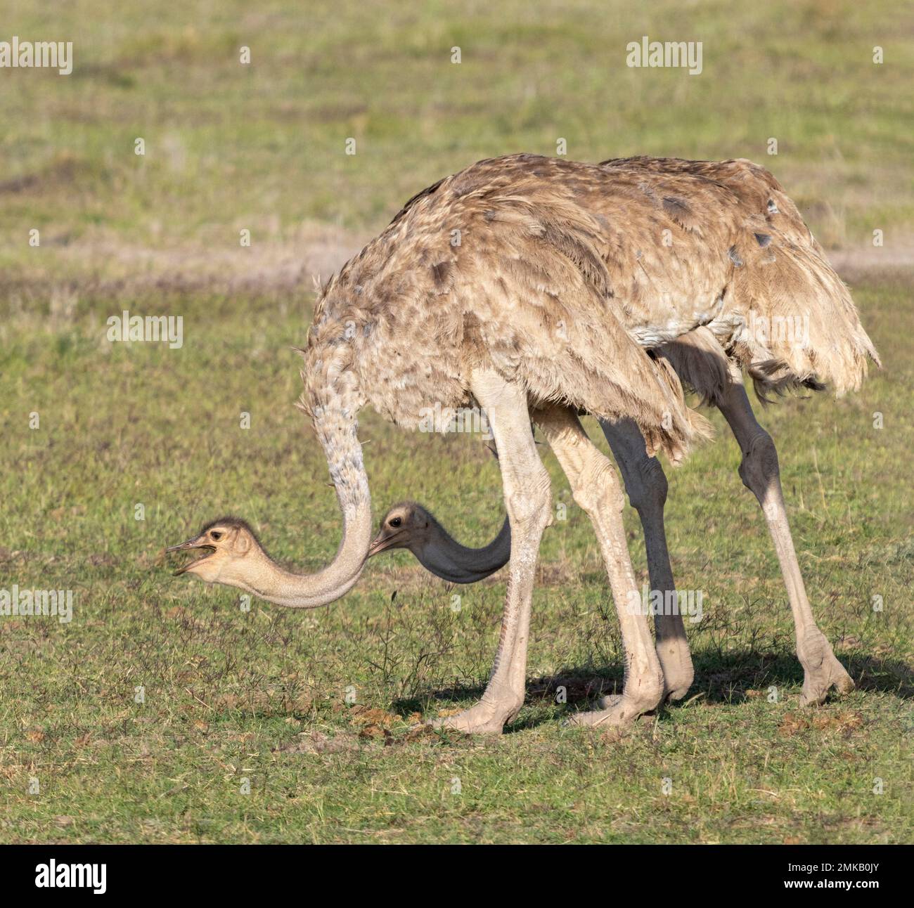 two female common ostriches, Amboseli National Park Kenya Stock Photo ...