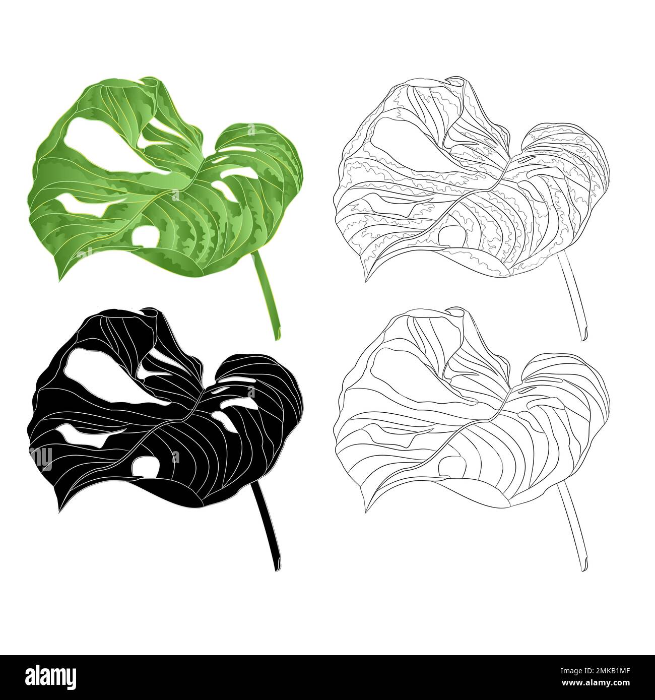 Tropical plant sheet of Monstera deliciosa natural silhouette and ...