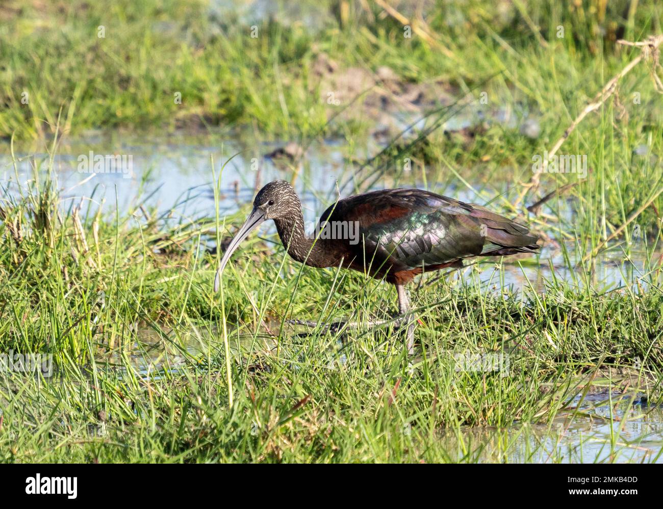 hadeda ibis (Bostrychia hagedash), Amboseli National Park, Kenya Stock ...