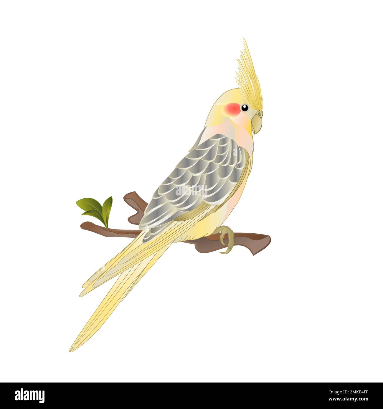 Funny Parrot Yellow Cockatiel Cute Tropical Bird Watercolor Style On A White Background Vintage