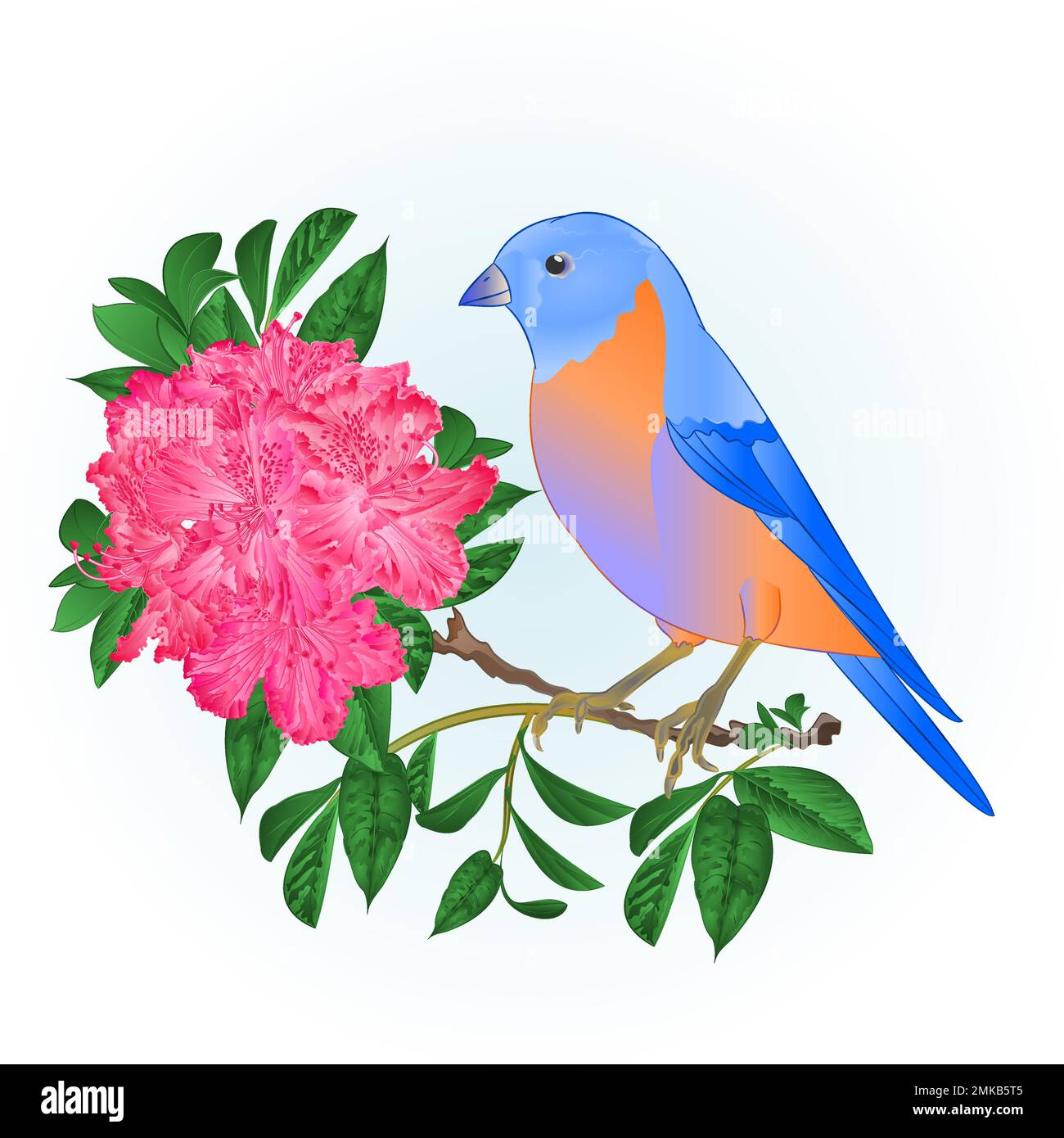 Small songbirdon Bluebird thrush and pinkrhododendron spring background ...