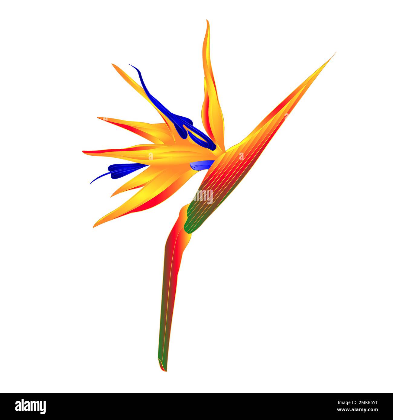 Beautiful Strelitzia reginae tropical flowers isolated on white ...