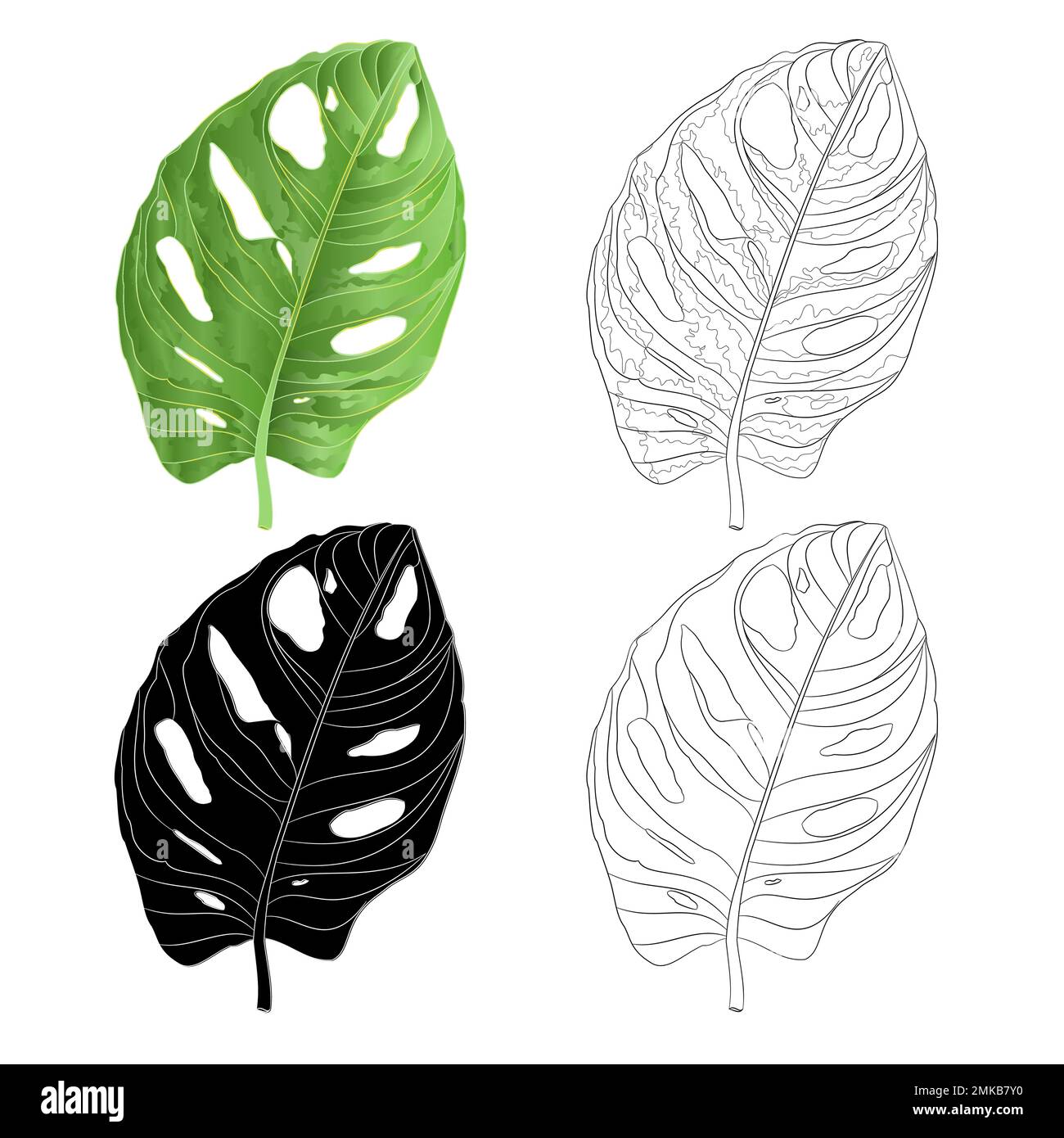 Sheet of Monstera deliciosa tropical plant natural silhouette and ...