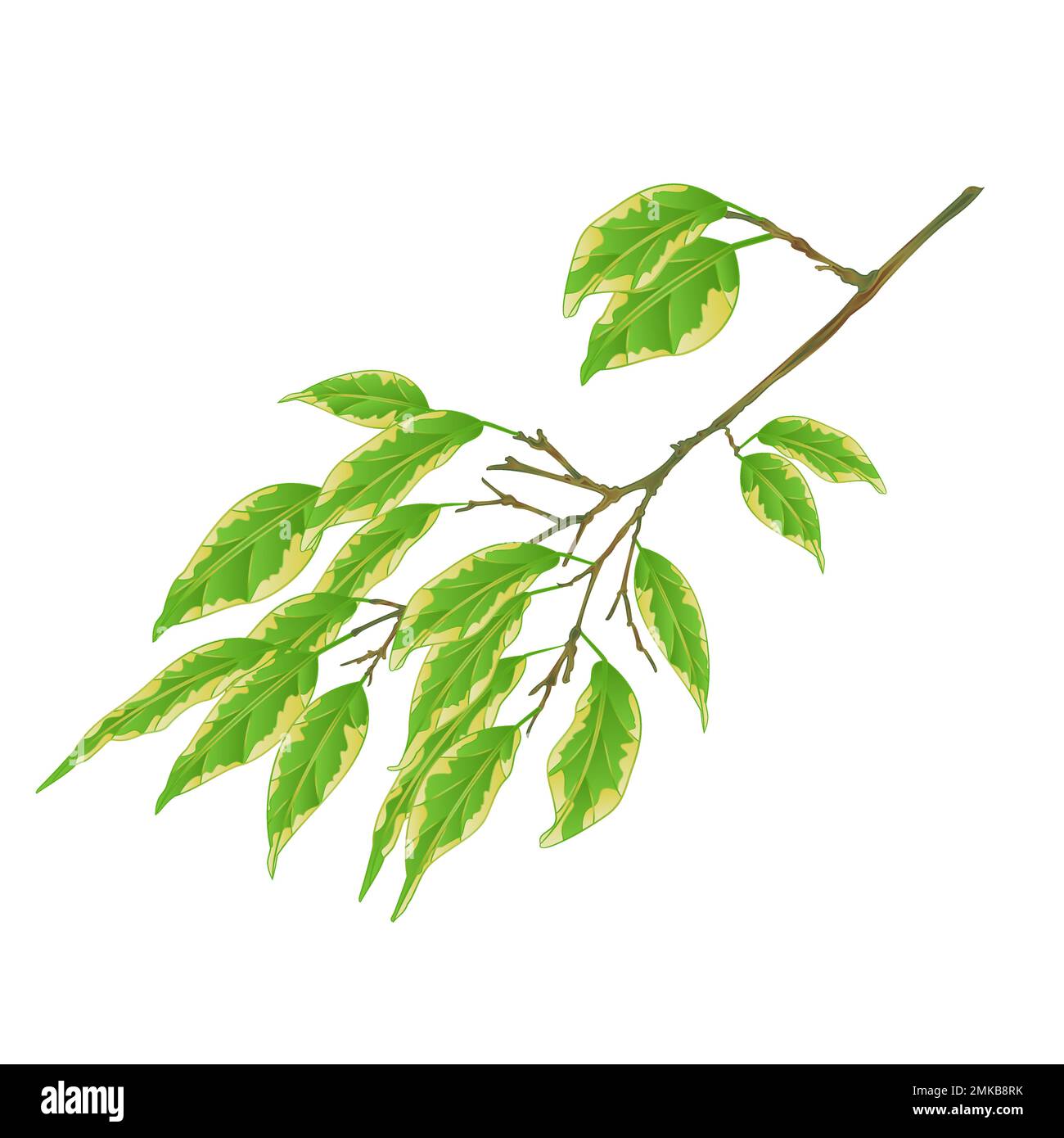 Tropical plant branh Ficus benjamina Variegated Ficus on a white ...