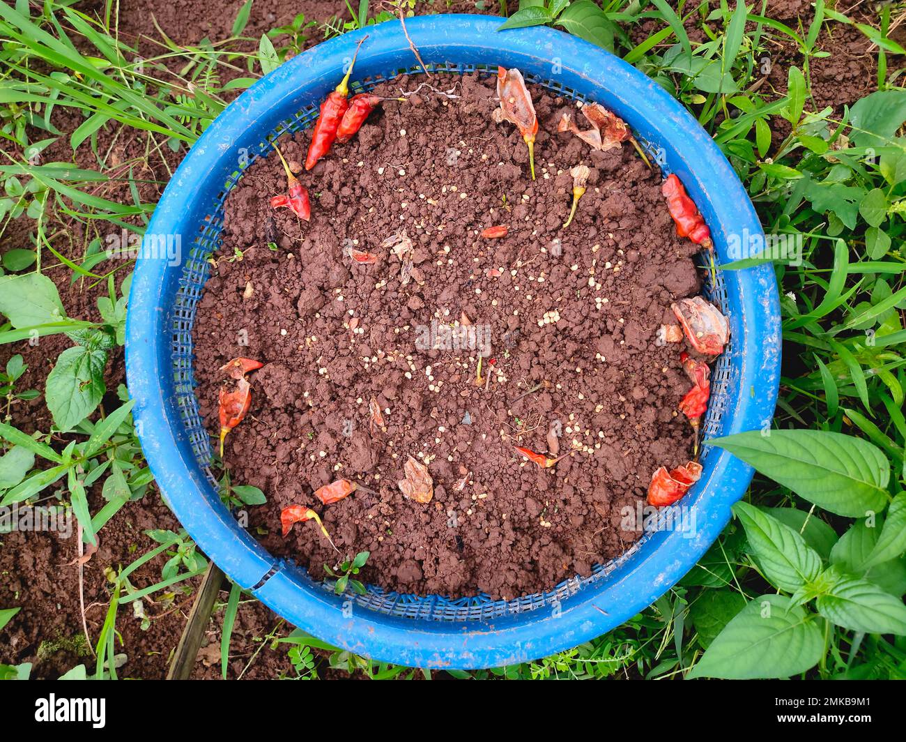 Hot chili seed plants in blue containers are in Indonesian rice fields ...