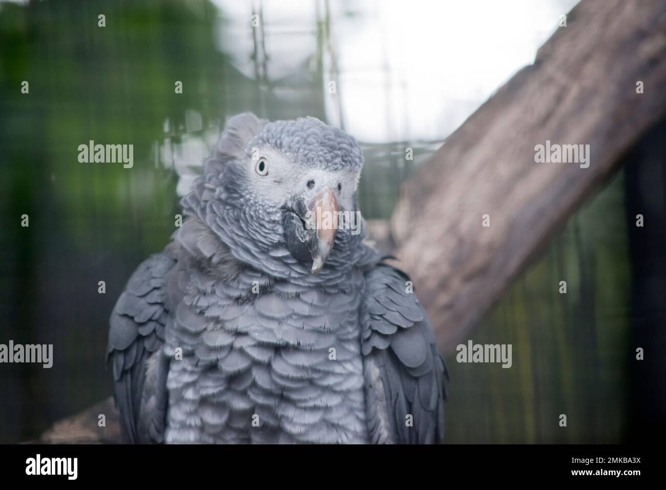 the young African grey parrot has a large cream bill and white mask ...