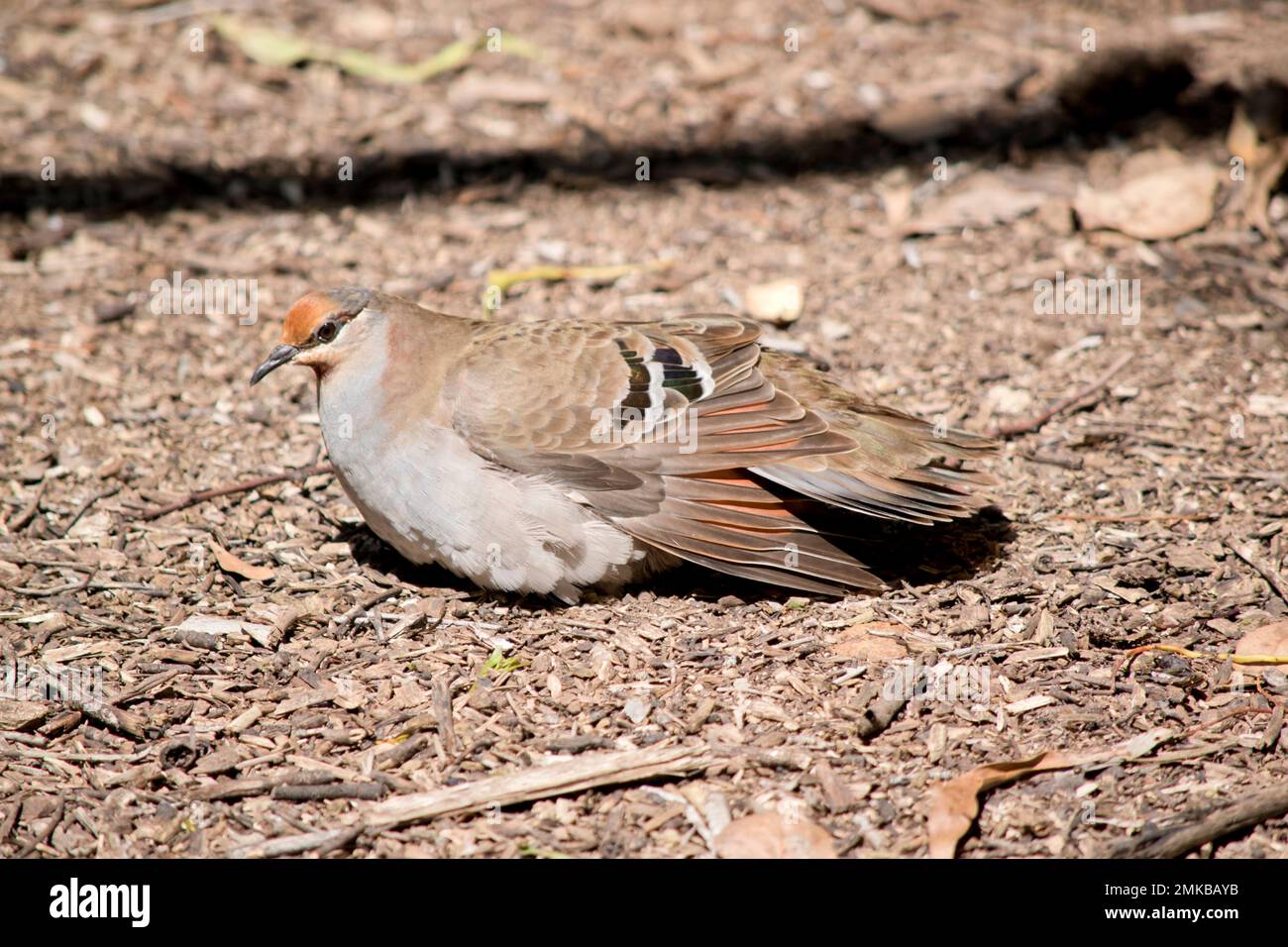 this is a male brush wing pigeon resting on the ground Stock Photo - Alamy