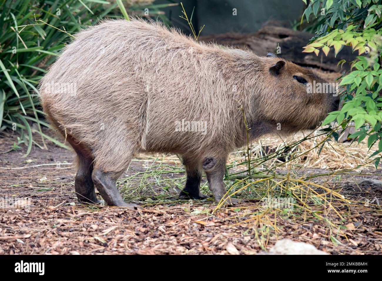 this is a side view of a capybara eating leaves Stock Photo - Alamy