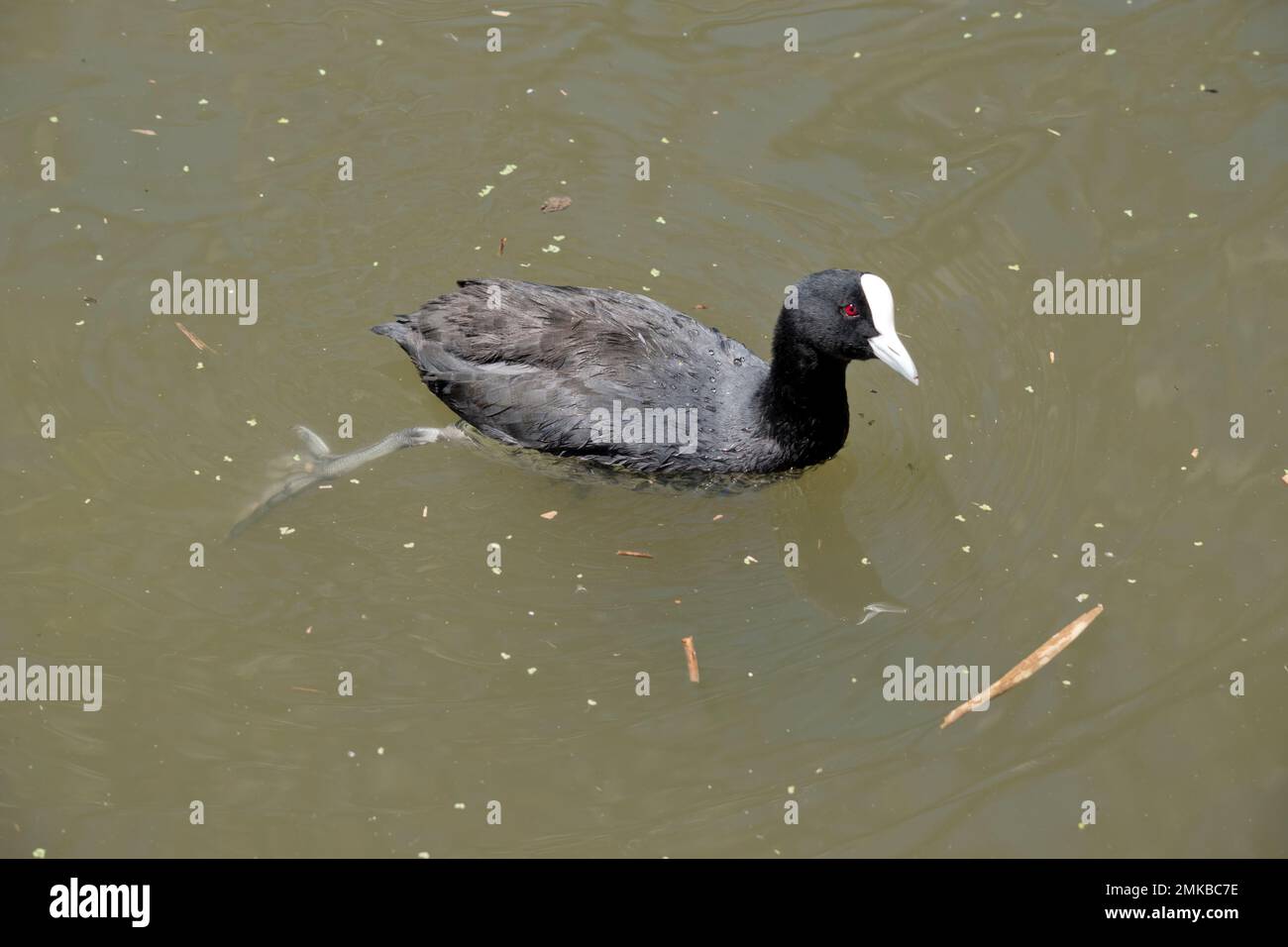 the eurasian coot is a black waterbird with a white mantle Stock Photo ...
