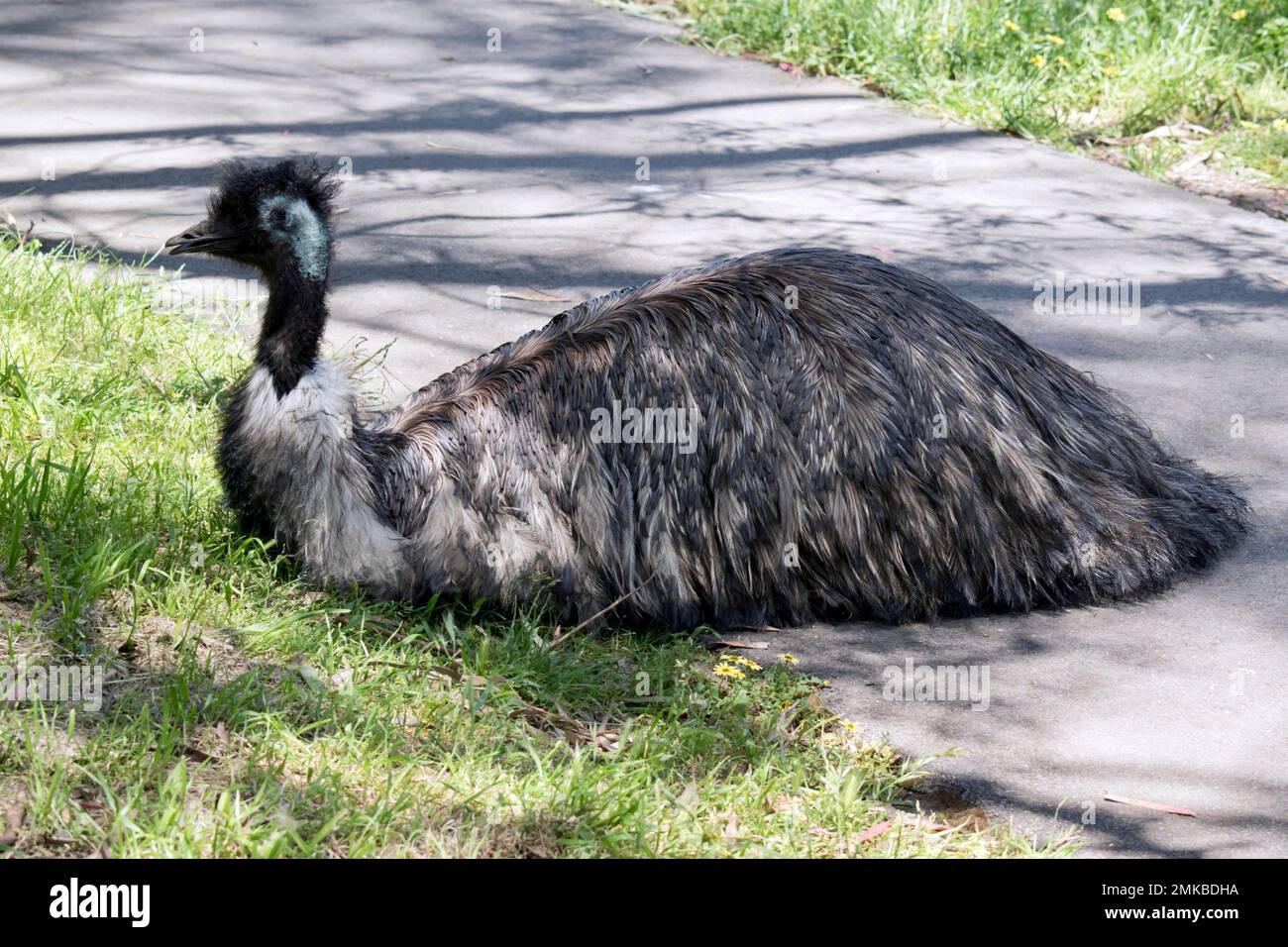 The australian emu is covered in primitive feathers that are dusky ...