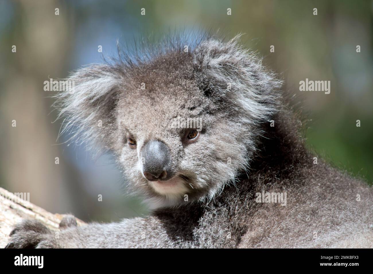 the koala are usually grey-brown in colour with white fur on the chest ...