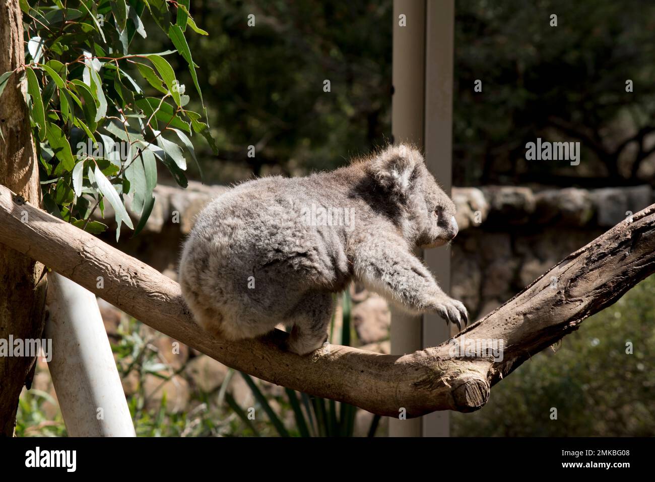 the koala is climbing on a tree branch Stock Photo - Alamy